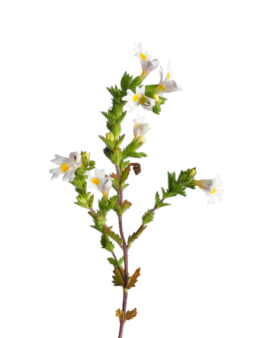 Euphrasia officinalis : propriétés, usages et portrait de la plante ...