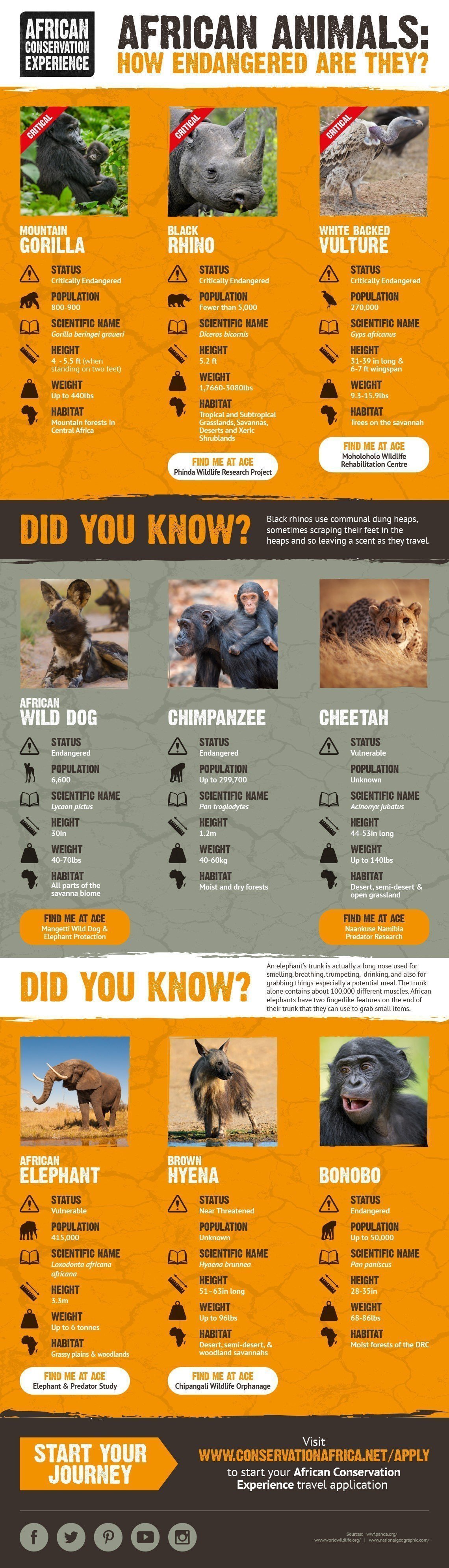 African animals: how endangered are they? (Infographic)