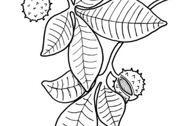 Autumn pictures to print off and colour - Netmums