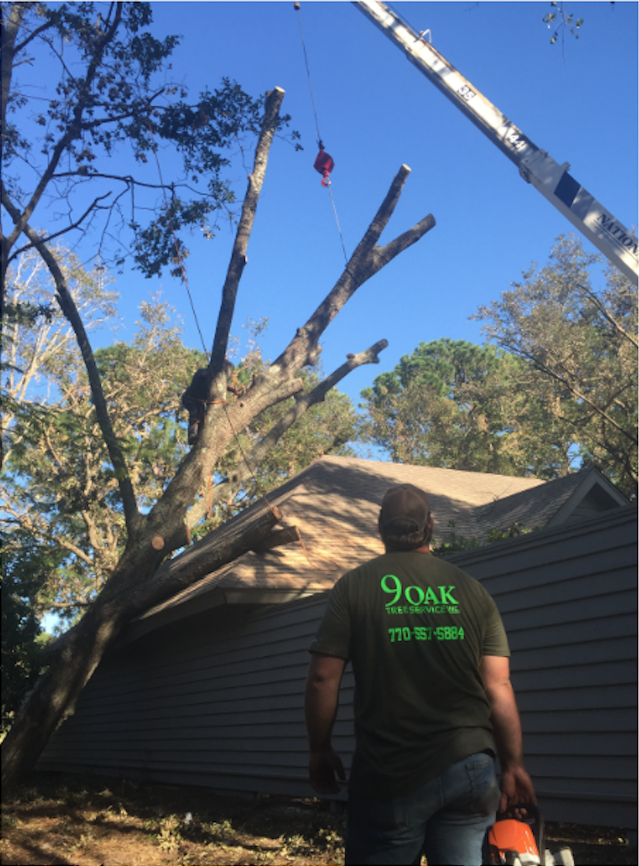 9 Oak Tree Service